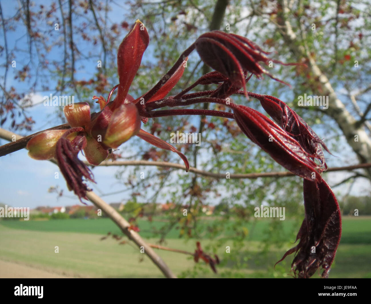 Ahorn (maple) trees in Altlussheim, Germany, as seen in this April 6 ...