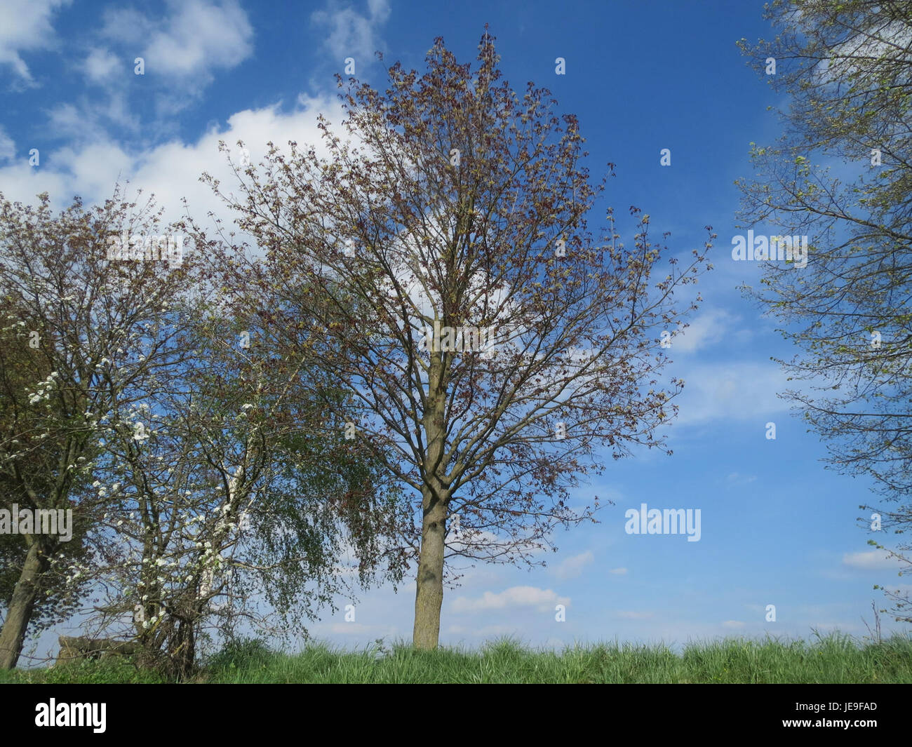 Acer pseudoplatanus commonly known hi-res stock photography and images ...