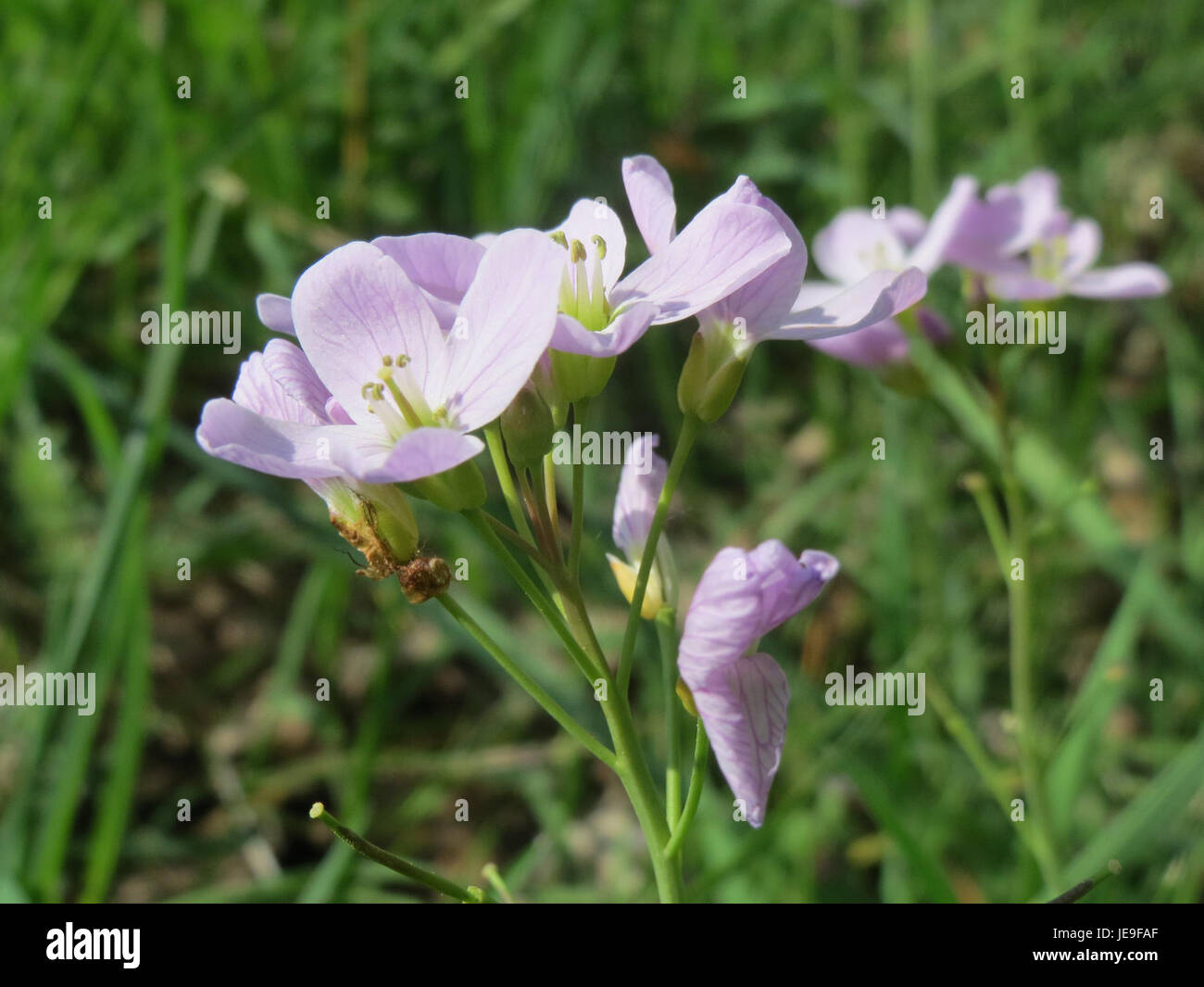 Cuckoo flower leaf hi-res stock photography and images - Alamy