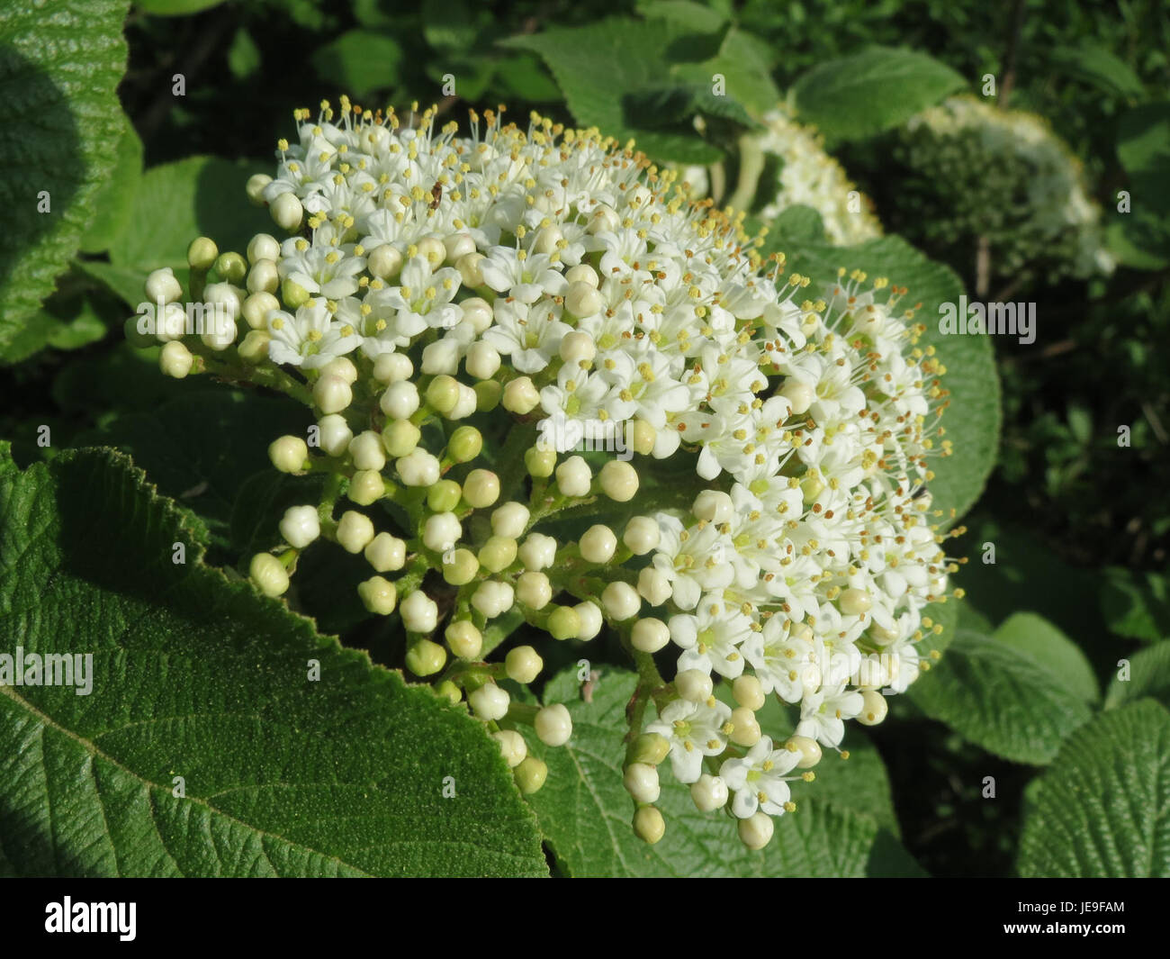 This image shows Viburnum lantana, commonly known as wayfaring tree. It ...