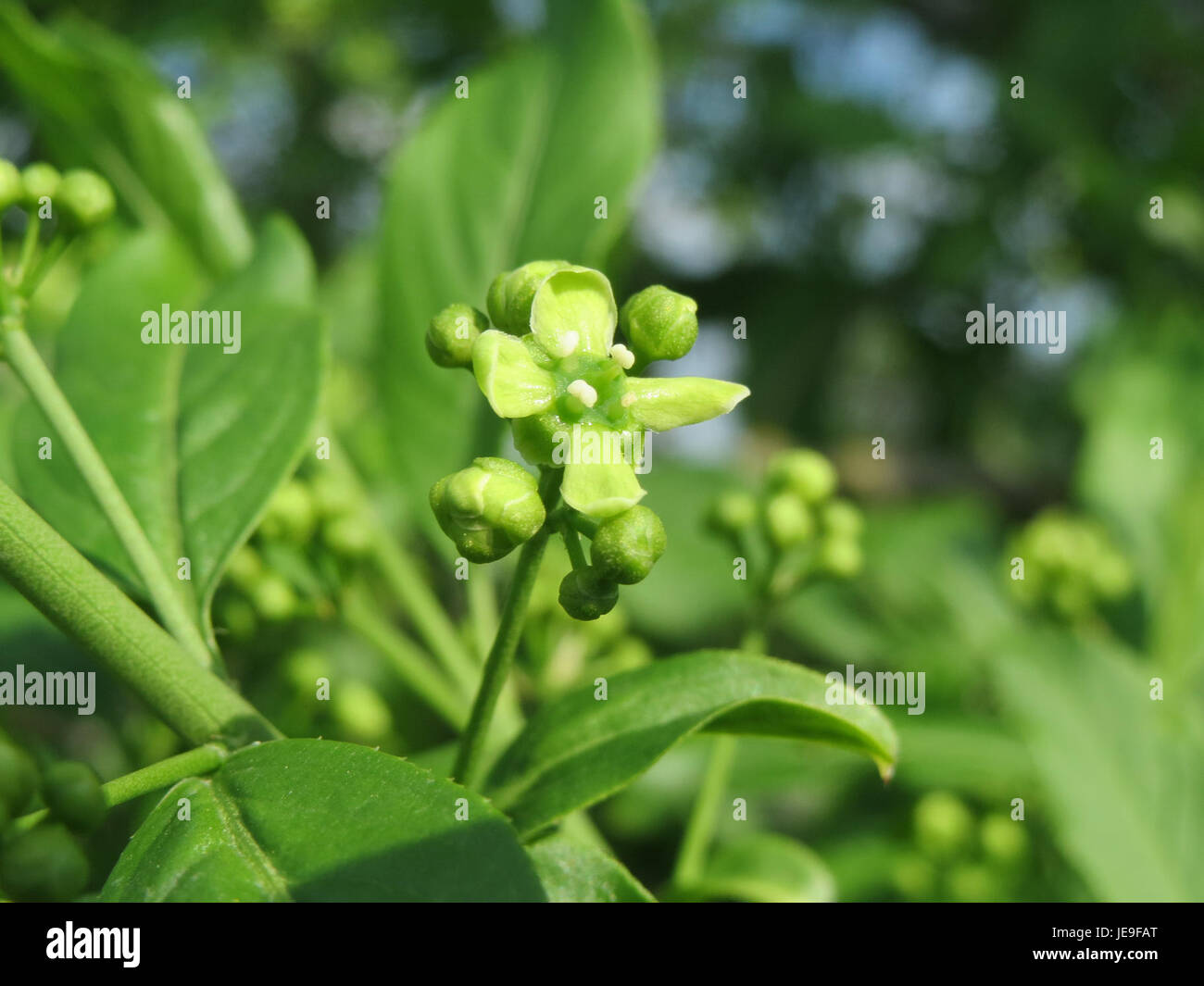 Euonymus europaeus known european hi-res stock photography and images ...
