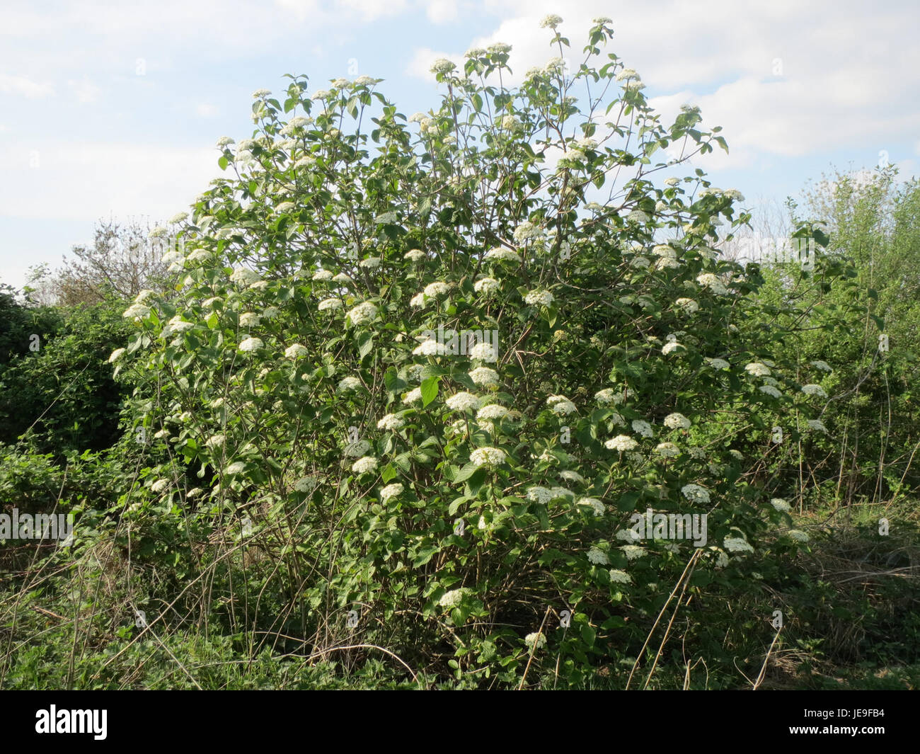 Viburnum lantana, also known as wayfaring tree, observed on April 6 ...