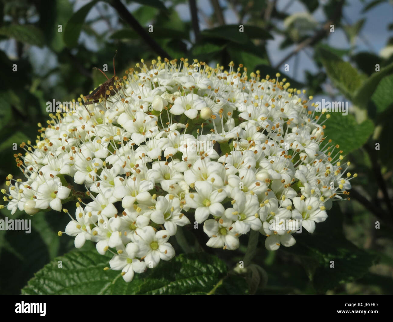 Viburnum lantana, commonly known as wayfaring tree, is a deciduous ...