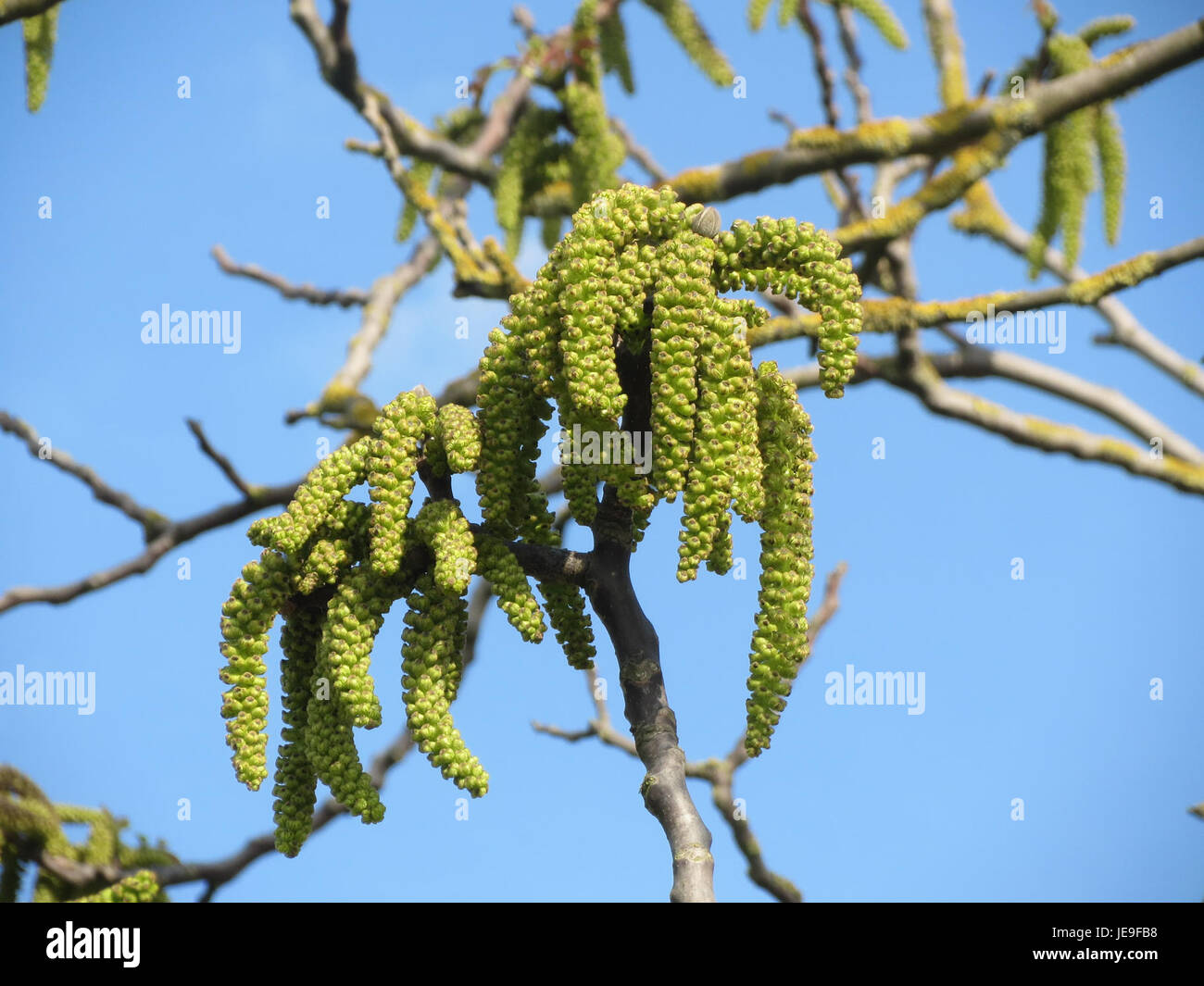 This image shows a Juglans regia, commonly known as the English walnut ...