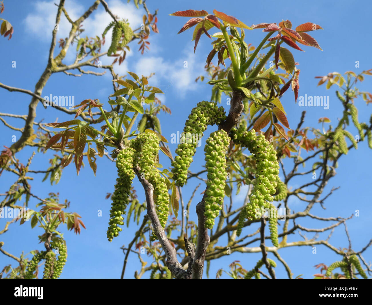 Juglans regia, also known as the common walnut, photographed on April 6 ...