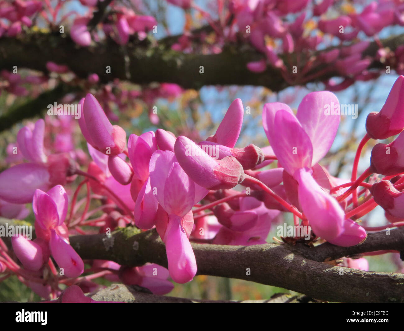 Cercis siliquastrum, also known as the Judas tree, is a deciduous tree ...