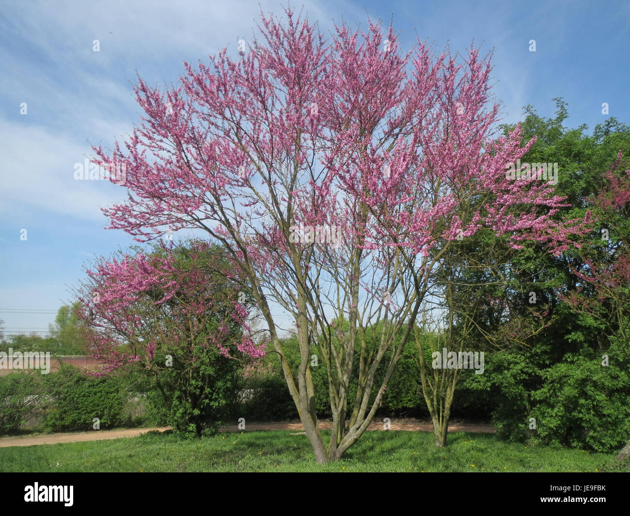 Cercis siliquastrum, commonly known as the Judas tree, is a species of ...