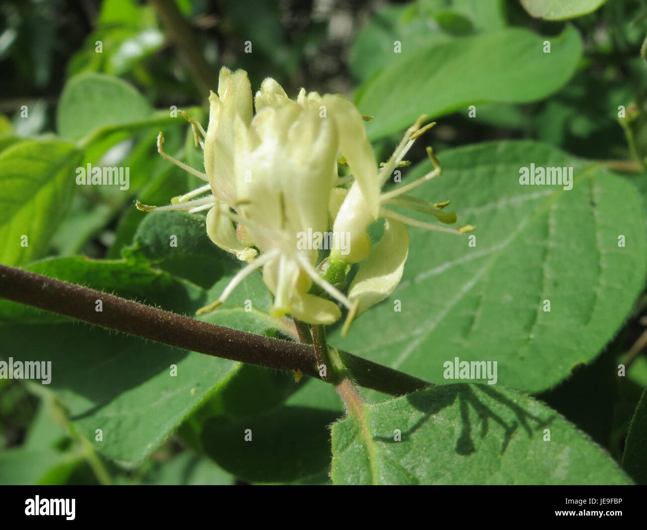 Lonicera xylosteum, commonly known as the fly honeysuckle, is a ...