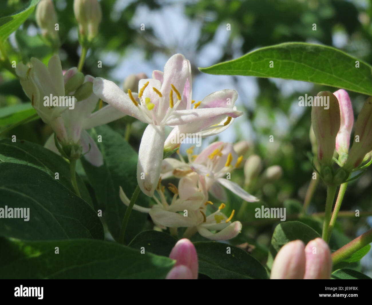 'Lonicera xylosteum', commonly known as fly honeysuckle, is a shrub ...
