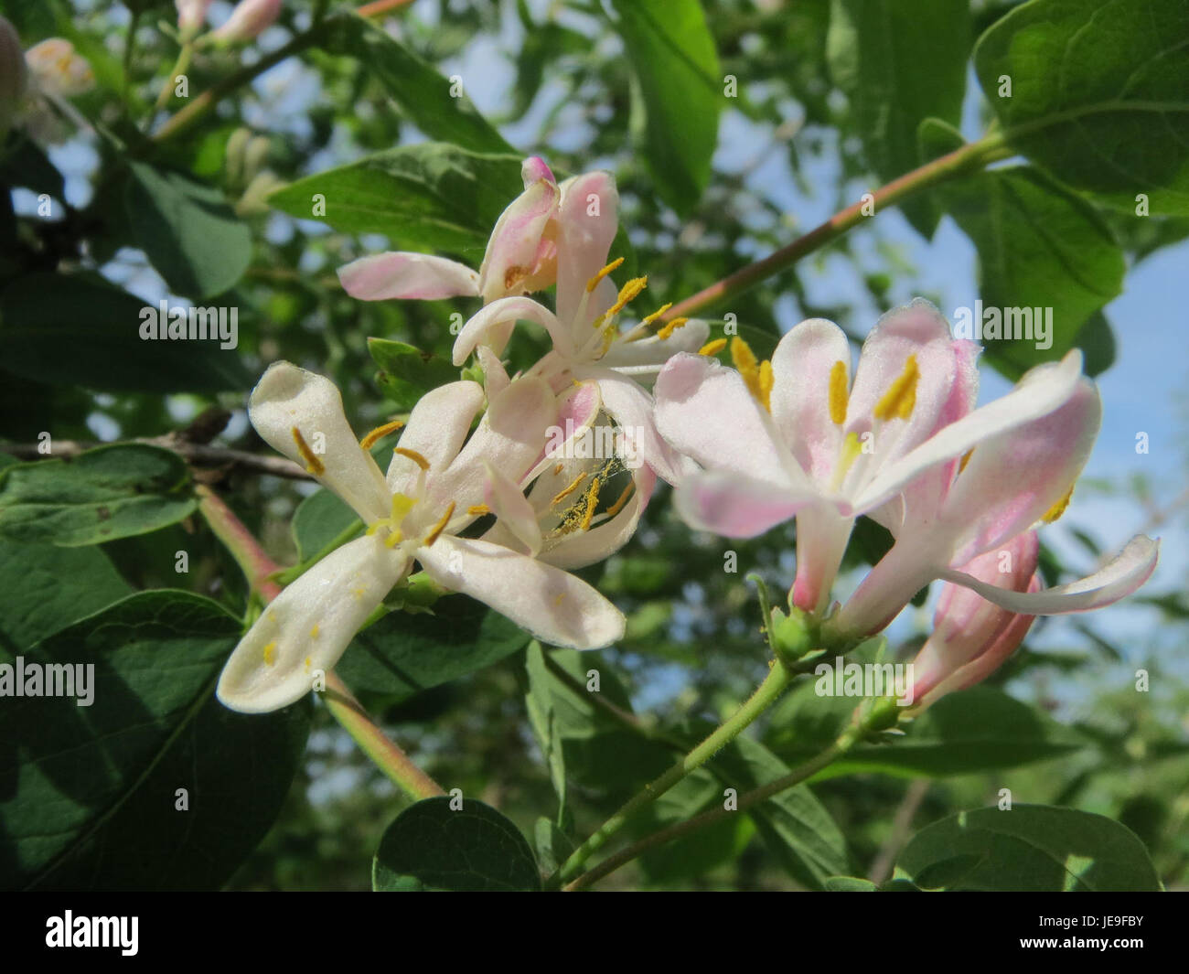 The red honeysuckle or common honeysuckle lonicera xylosteum hi-res ...