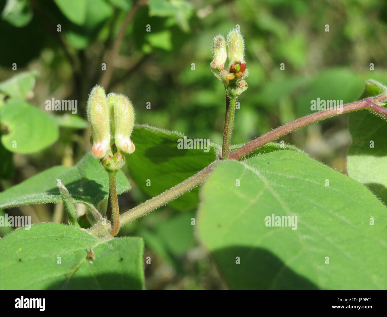 Lonicera xylosteum, commonly known as fly honeysuckle, is a deciduous ...