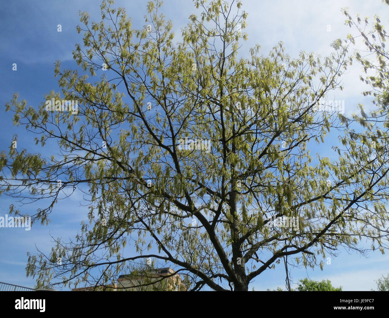 This image shows Quercus rubra, commonly known as the Northern Red Oak ...
