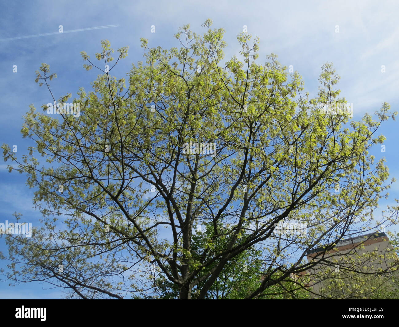 Quercus rubra, commonly known as the northern red oak, is a species of ...