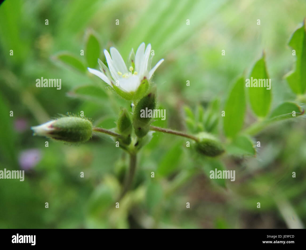 Field mouse ear plant hi-res stock photography and images - Alamy