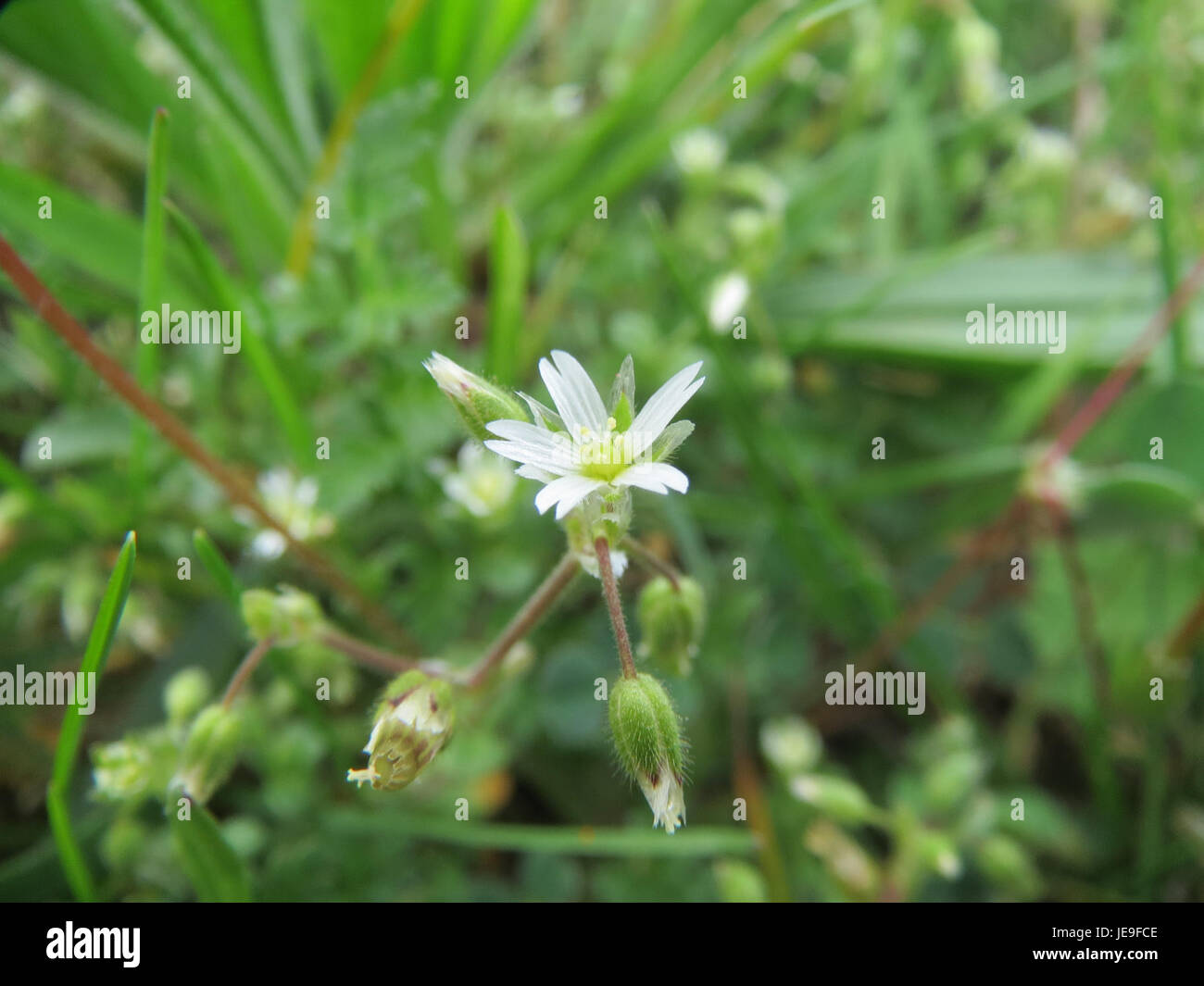 Low growing flowering perennial hi-res stock photography and images - Alamy