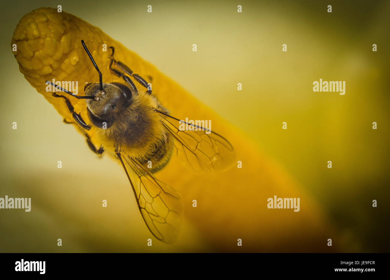 Insectos picadura hi-res stock photography and images - Alamy