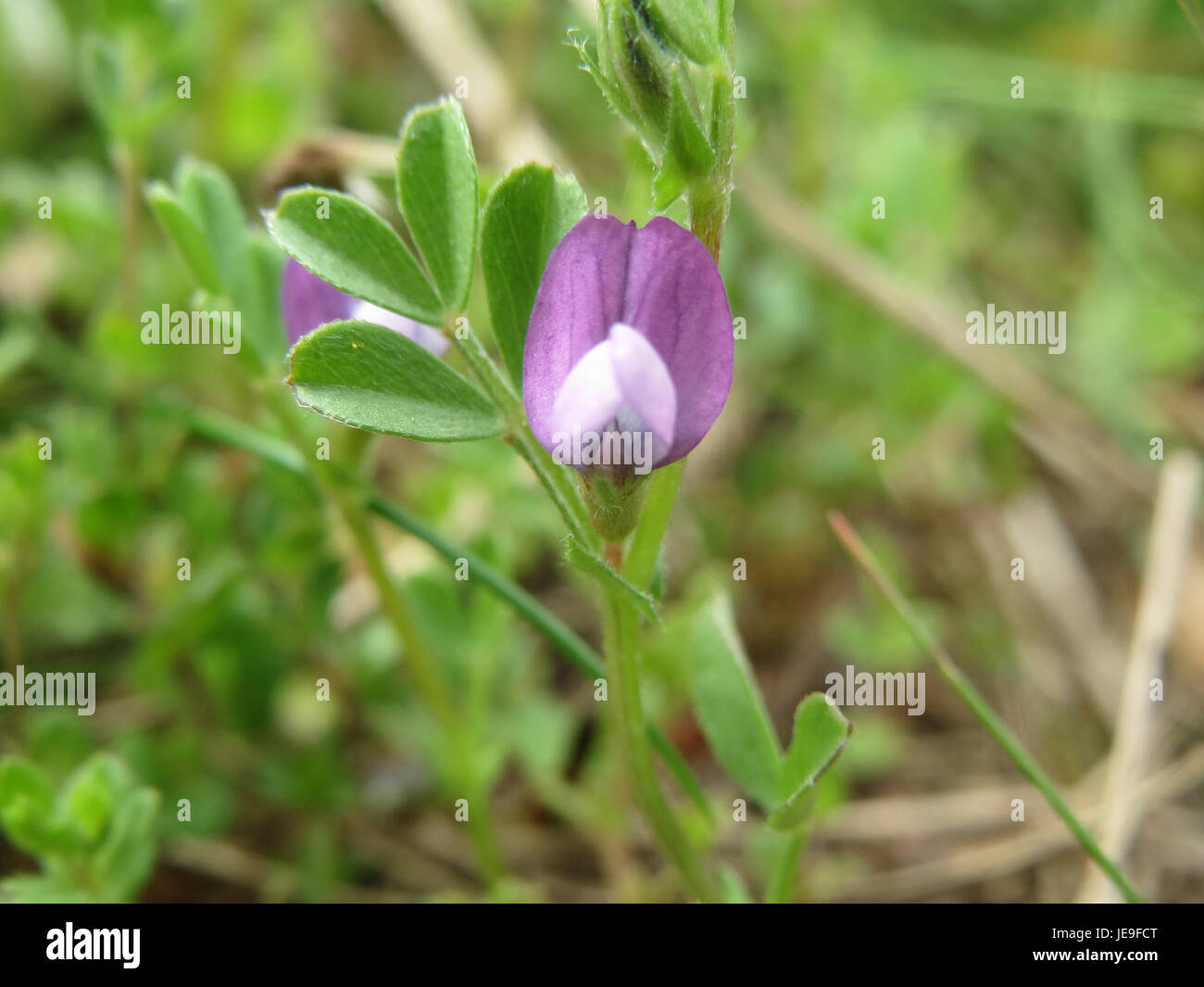 Plant cultivation guide hi-res stock photography and images - Alamy