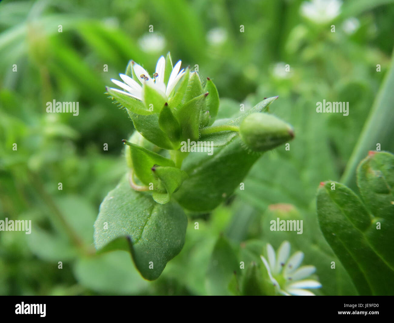 Stellaria media, commonly known as common chickweed, is a widespread ...