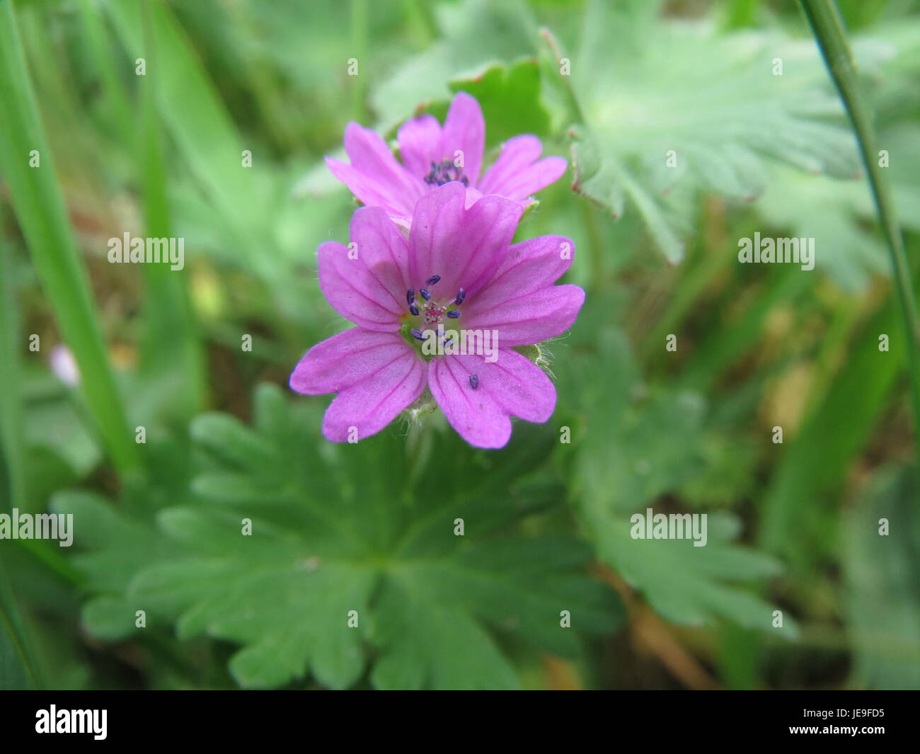 Geranium molle, or soft crane’s-bill, is a herbaceous plant native to ...