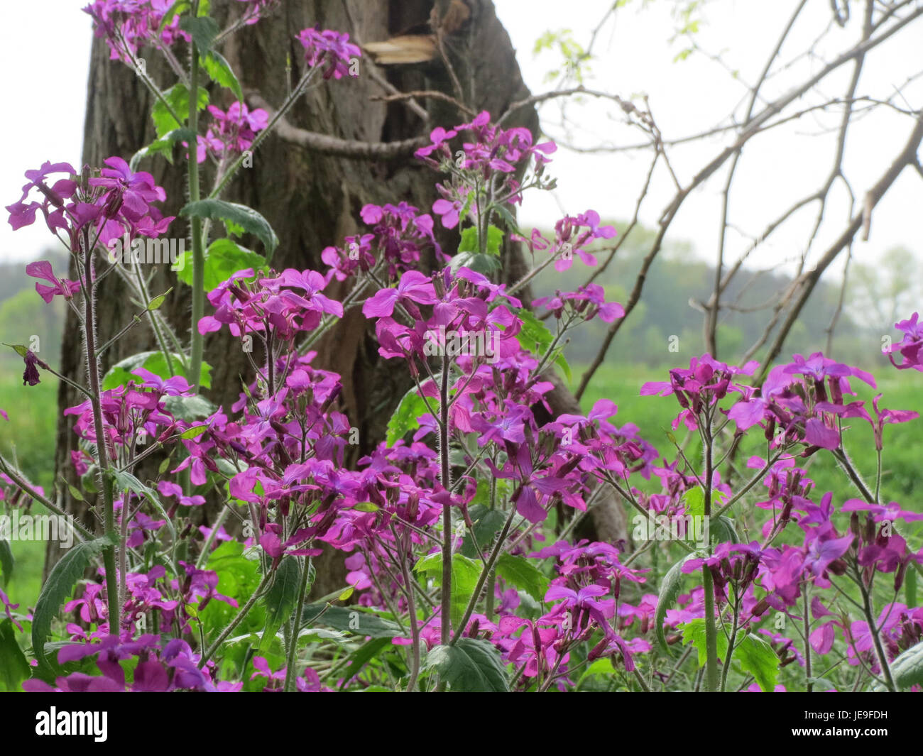 Lunaria annua, commonly known as annual honesty or silver dollar plant ...