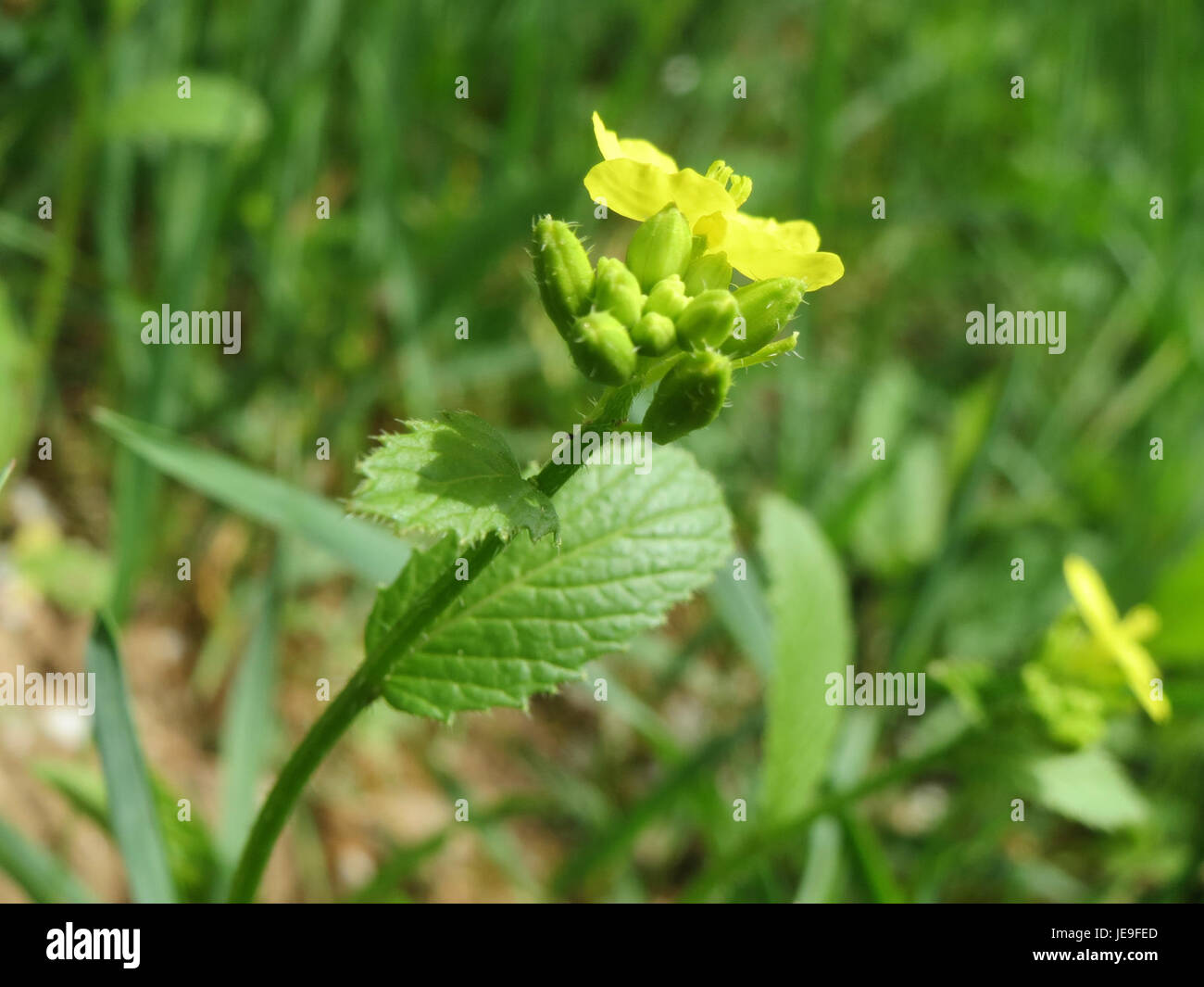 Sinapis alba, commonly known as white mustard, is a fast-growing plant ...
