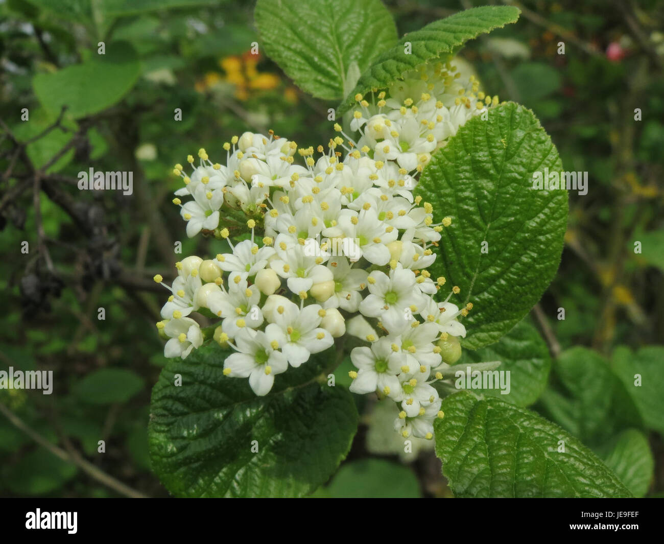 Viburnum lantana, commonly known as Wayfaring Tree, is a deciduous ...