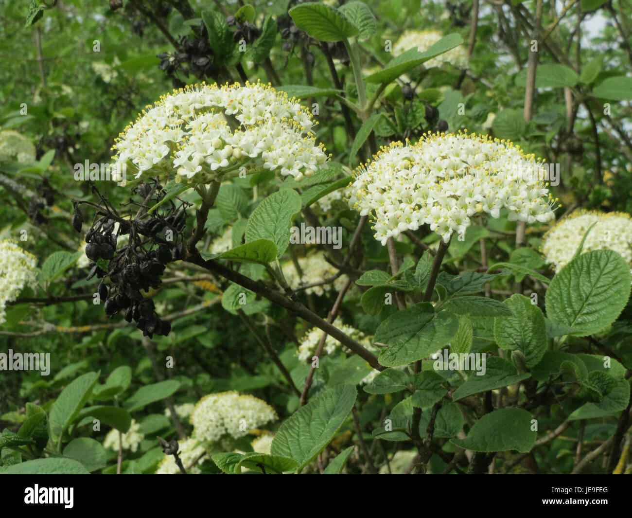 Viburnum lantana, commonly known as wayfaring tree, is a shrub native ...