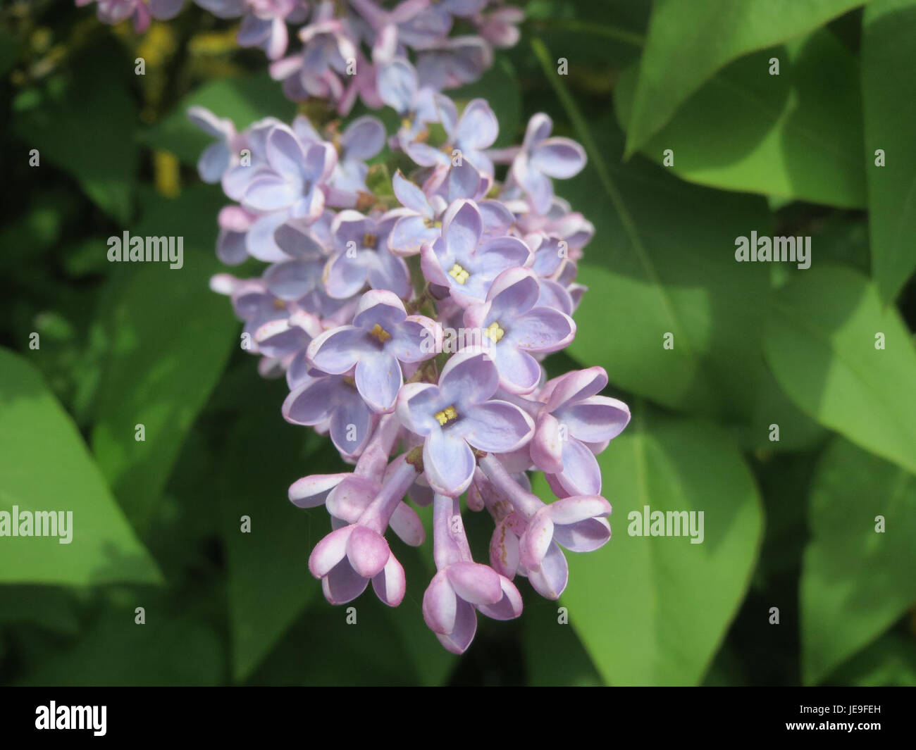 Syringa vulgaris, commonly known as lilac, is a deciduous shrub native ...