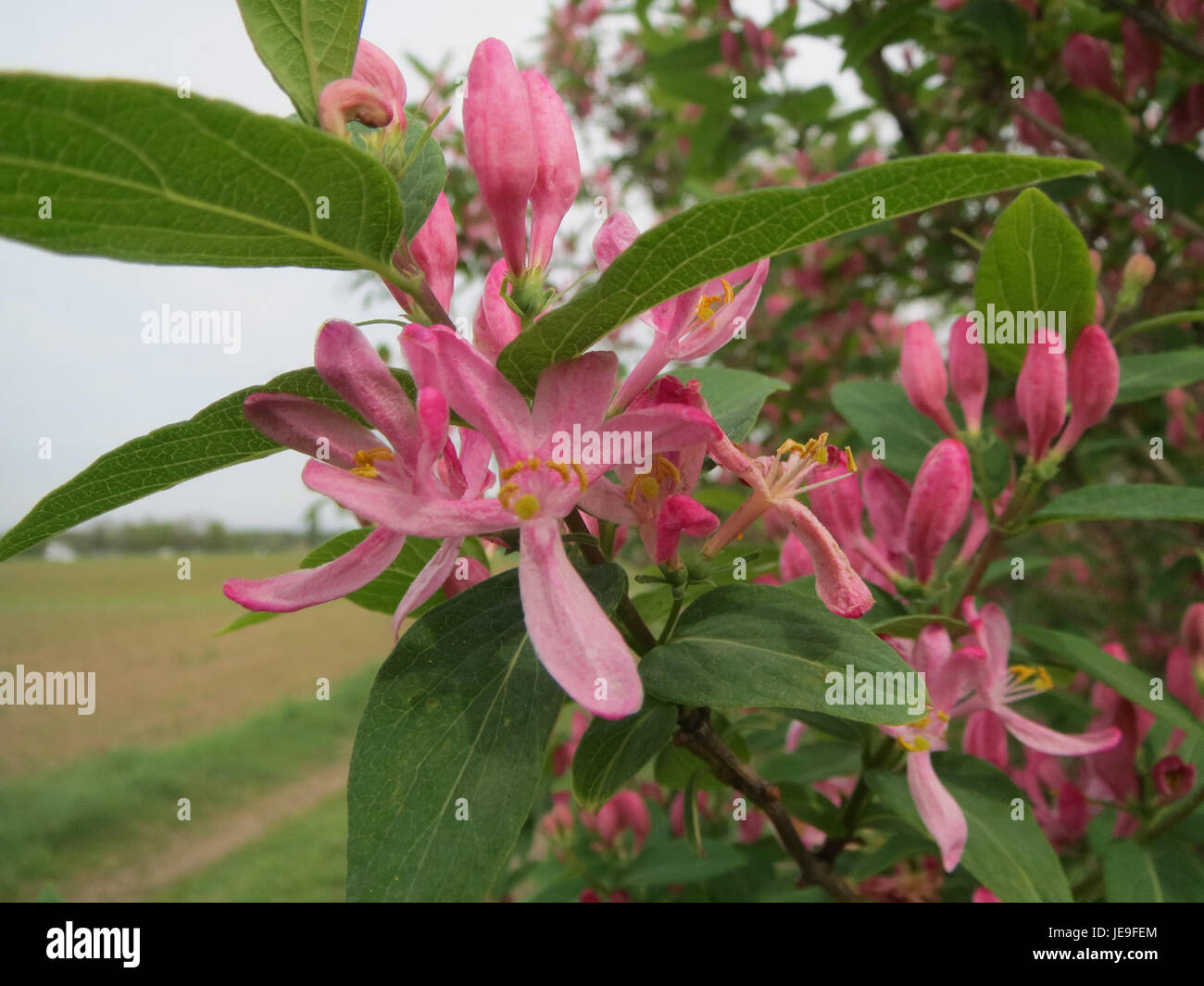 Lonicera tatarica, also known as Tartarian honeysuckle, is a species of ...
