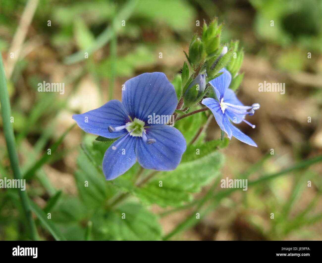 Veronica chamaedrys flowers germander hi-res stock photography and ...