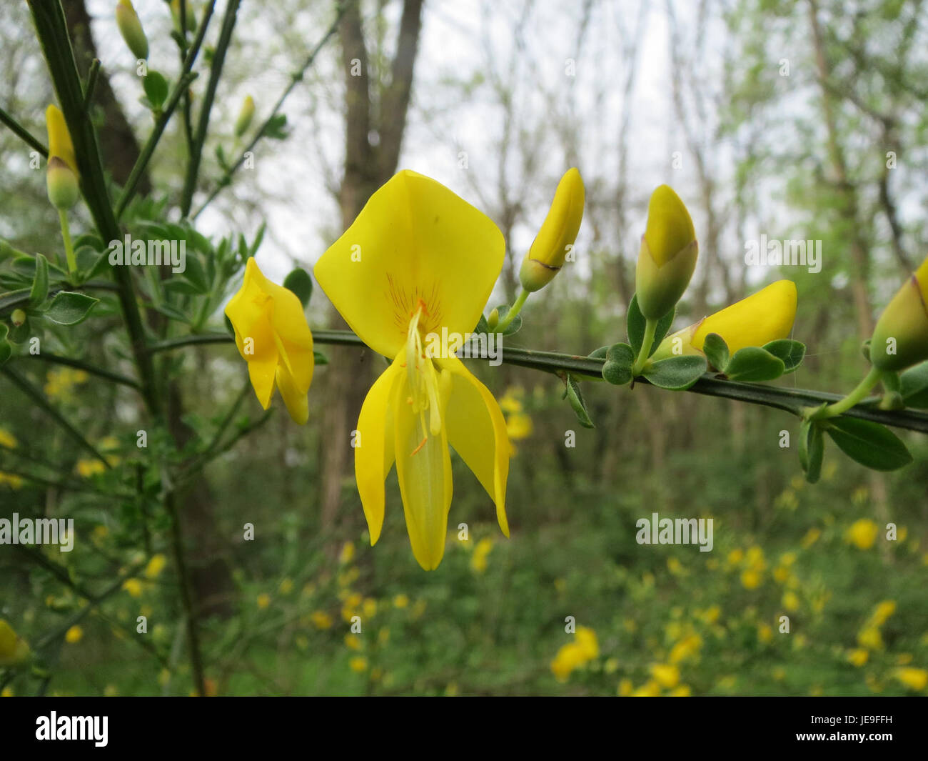 A photograph of Cytisus scoparius, also known as broom, taken on April ...