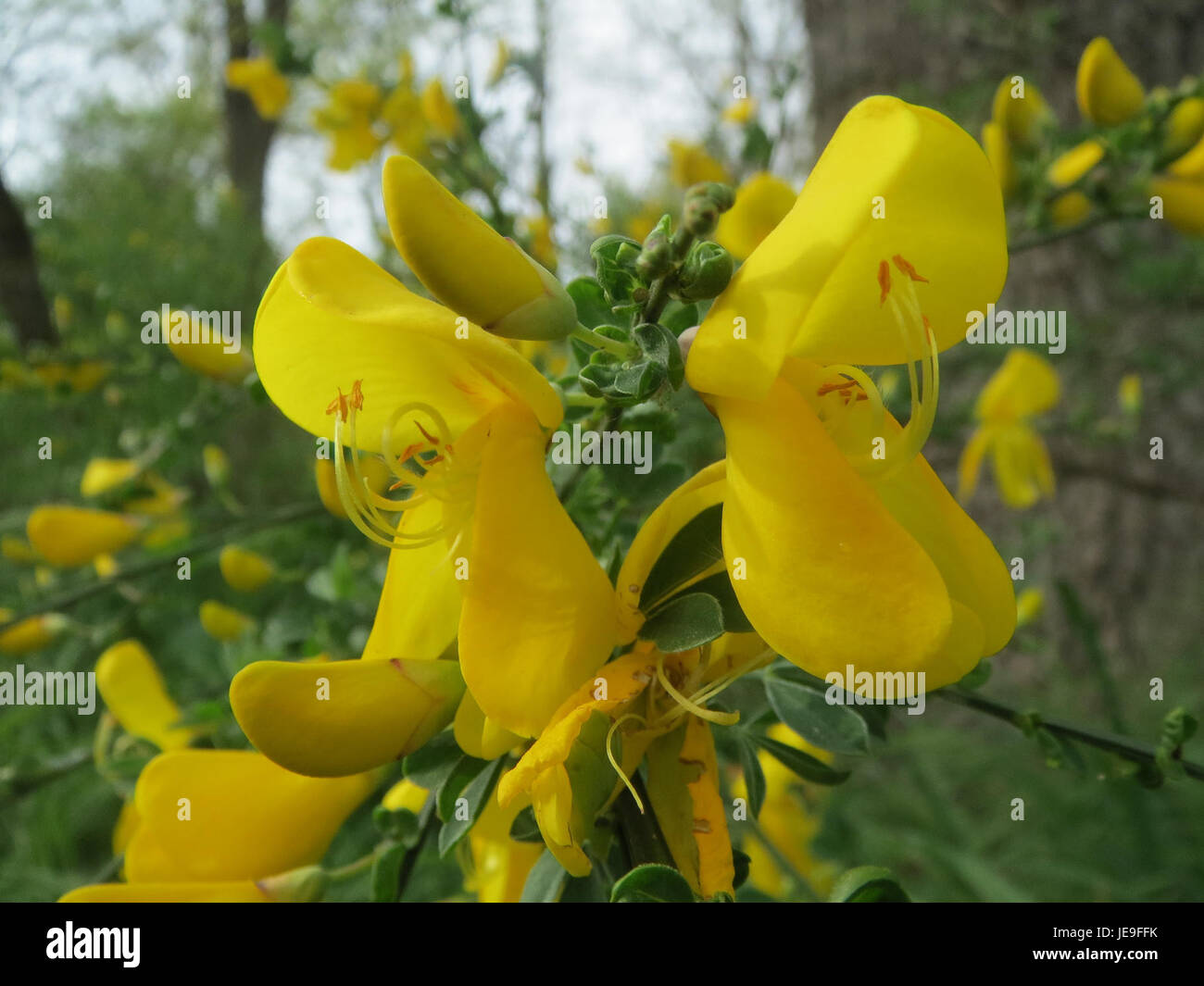 Cytisus scoparius, also known as broom, is a flowering shrub native to ...