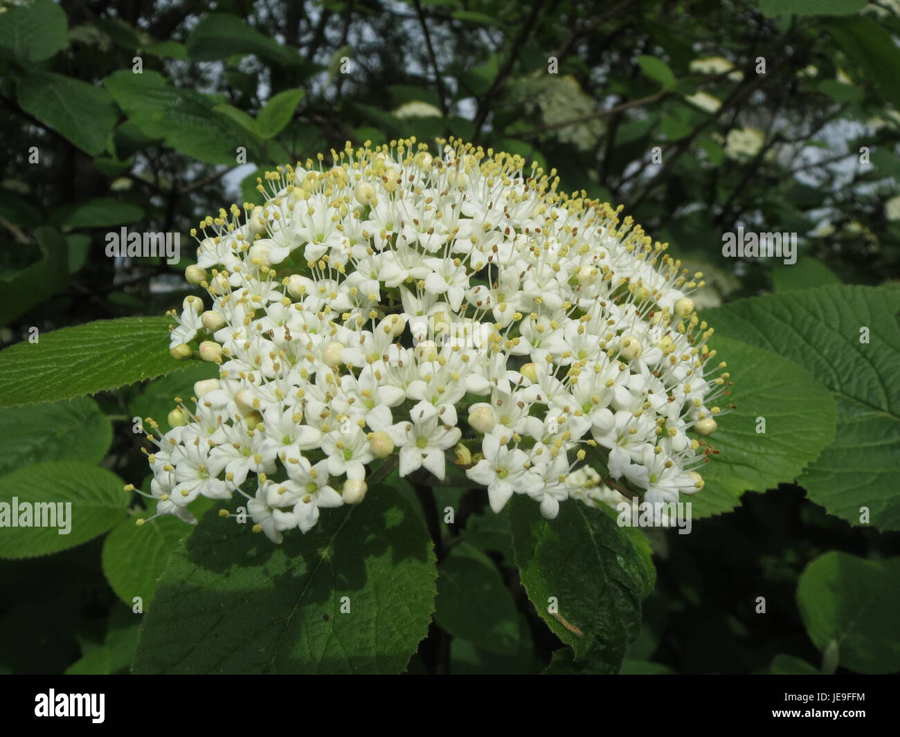 Viburnum lantana hedgerow hi-res stock photography and images - Alamy