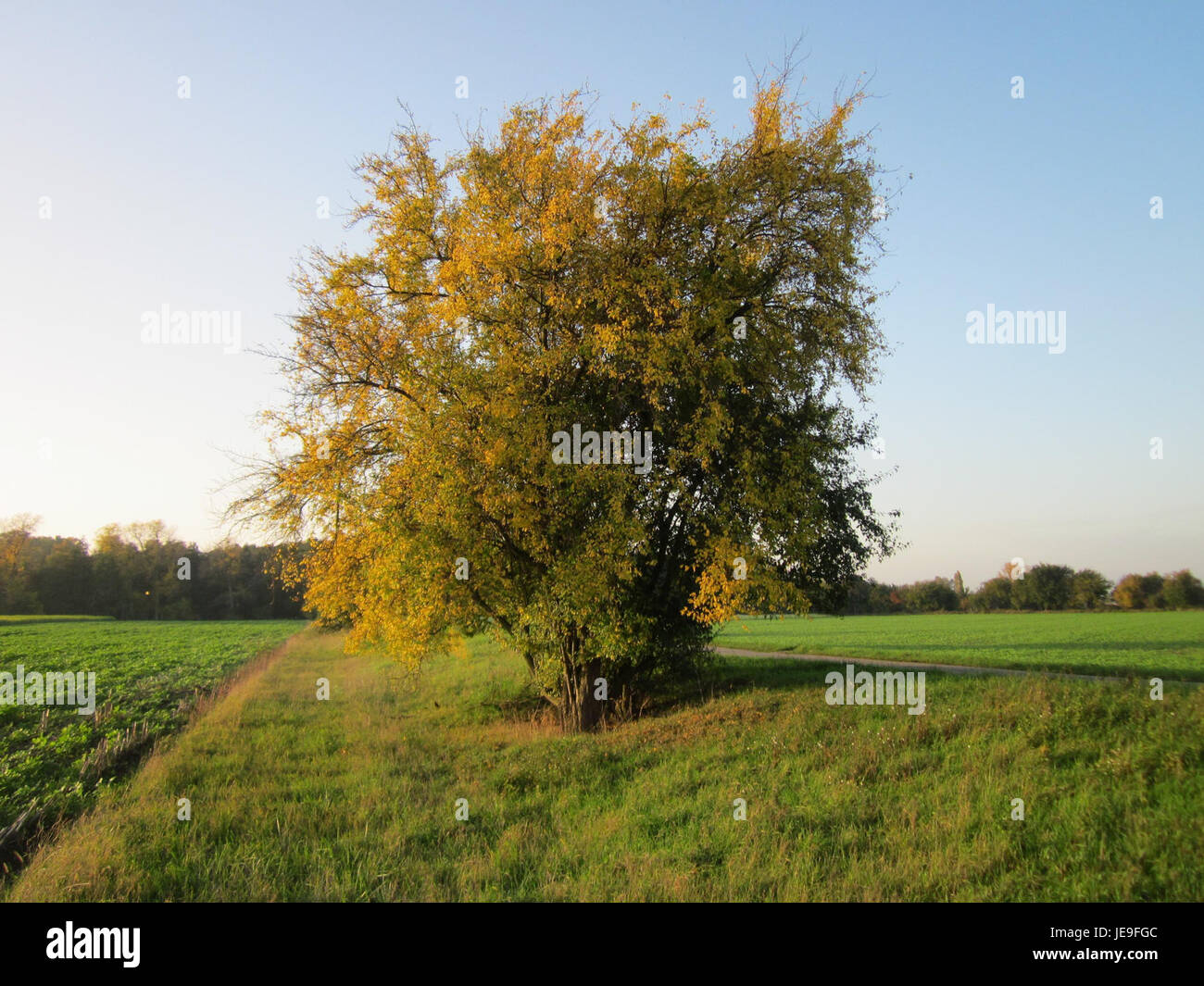 Most species are deciduous shrubs and small trees hi-res stock ...