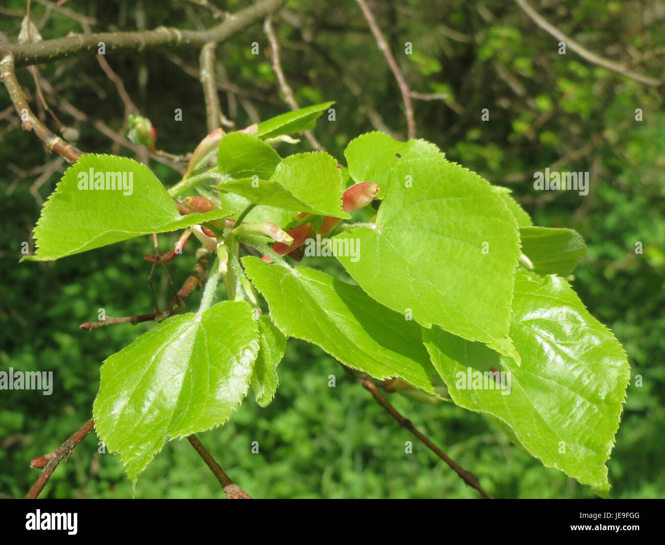 Photographed on April 8, 2014, Tilia cordata, commonly known as the ...