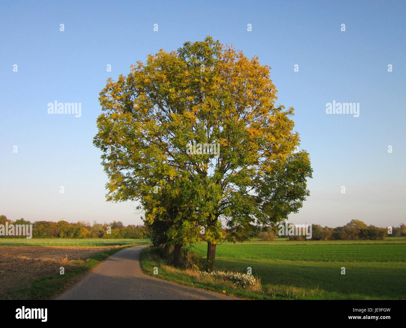 The image from October 21, 2012, captures the Esche tree in Hockenheim ...