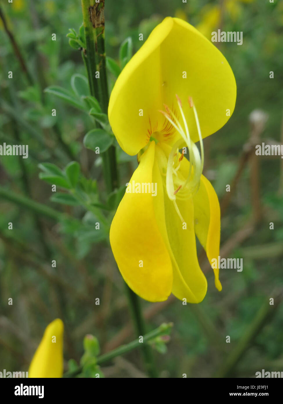 Cytisus scoparius, commonly known as broom, is a flowering shrub native ...