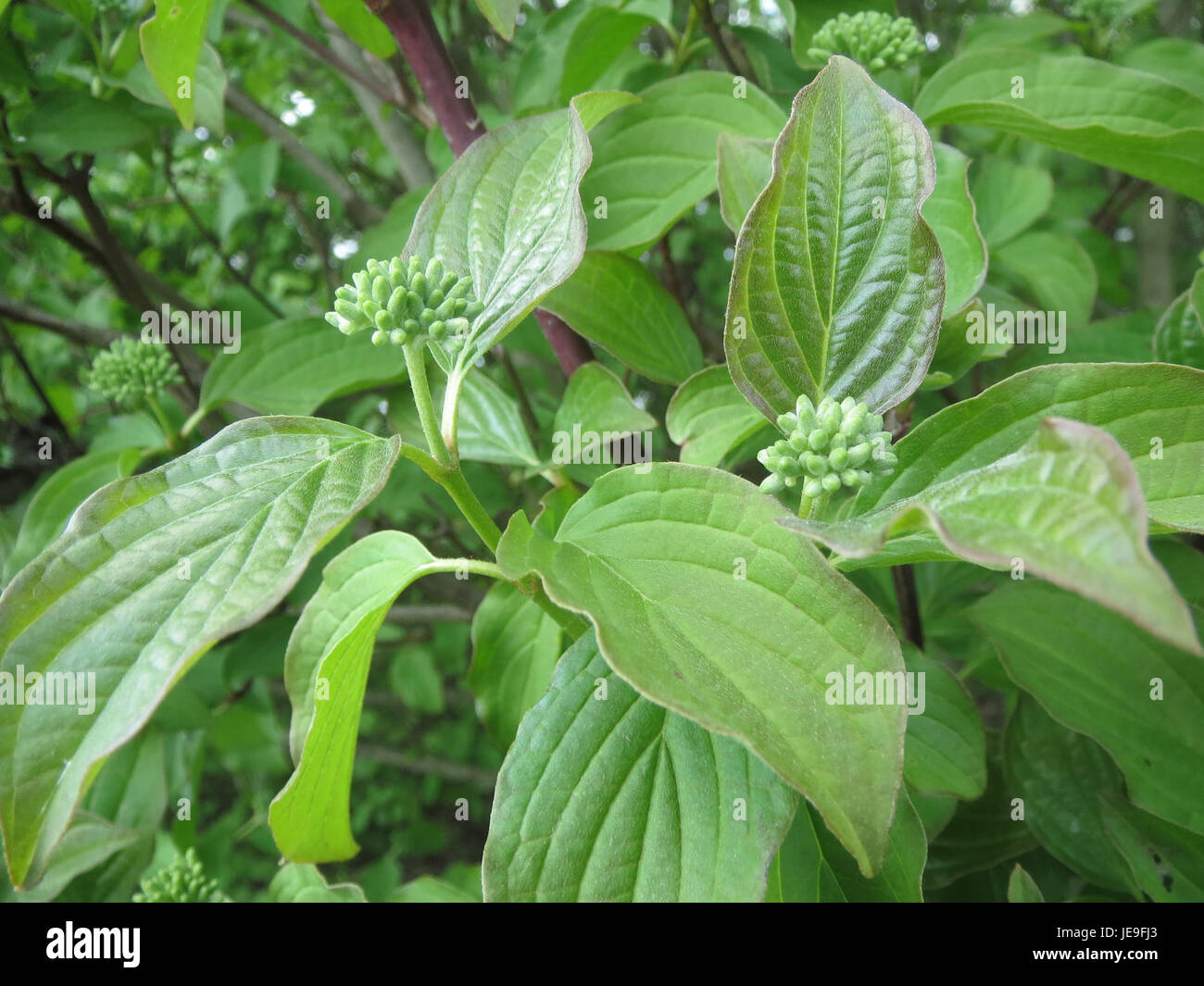 This image depicts Cornus sanguinea, also known as the bloodtwig ...