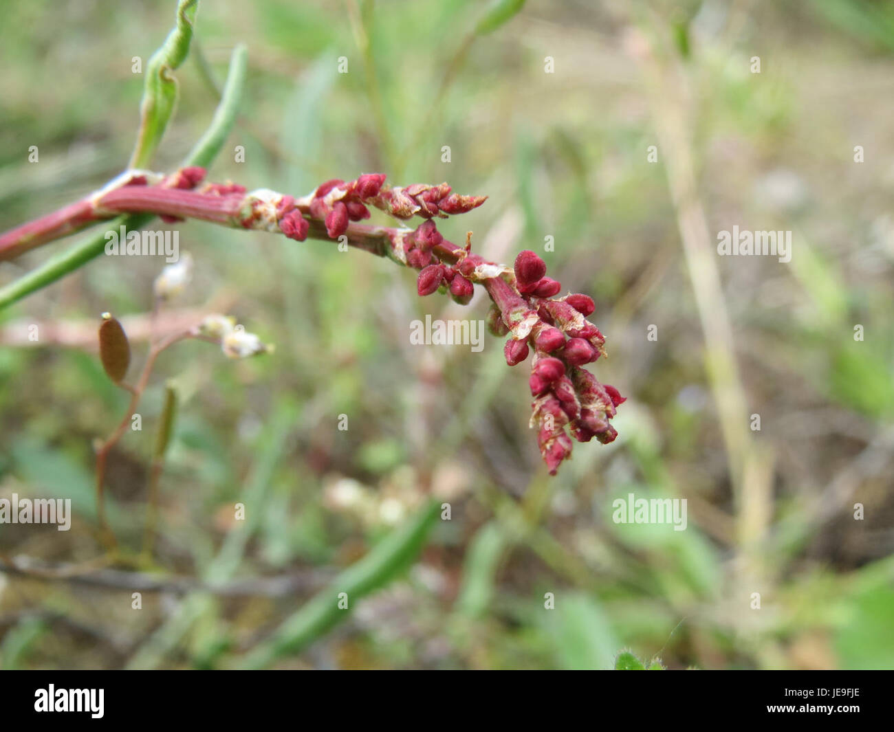 Sheep sorrel rumex acetosella hi-res stock photography and images - Alamy