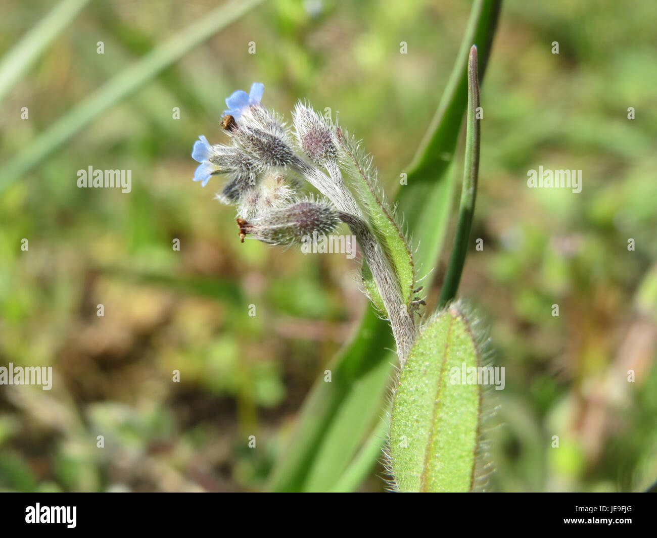 A photograph of Myosotis stricta, commonly known as blue forget-me-not ...
