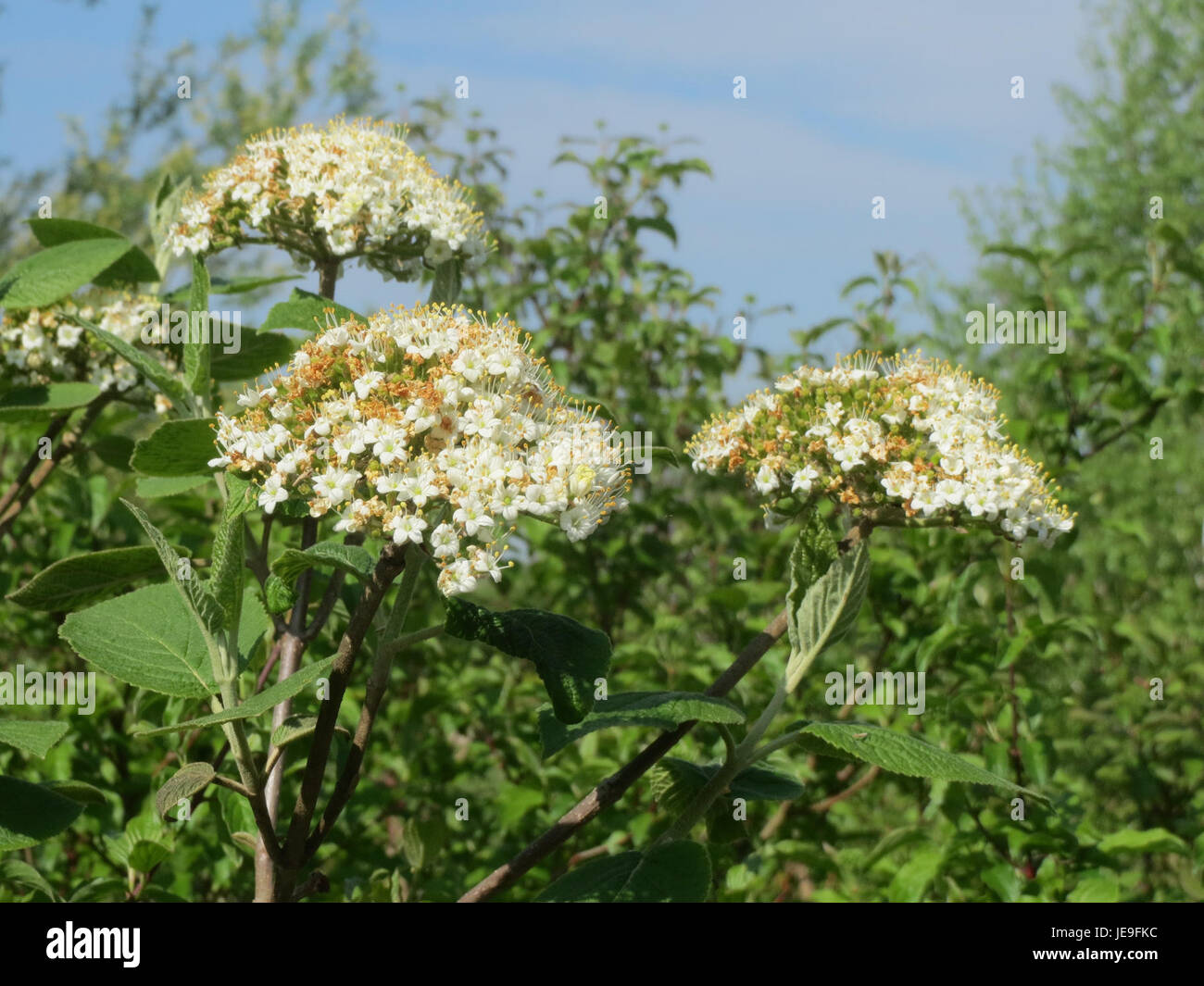 Viburnum lantana, commonly known as wayfaring tree, is a deciduous ...