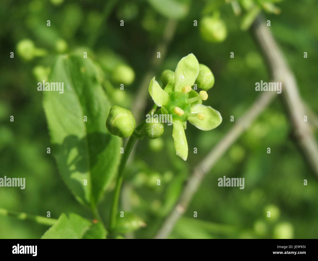 Euonymus europaeus, also known as the European spindle tree, is a ...
