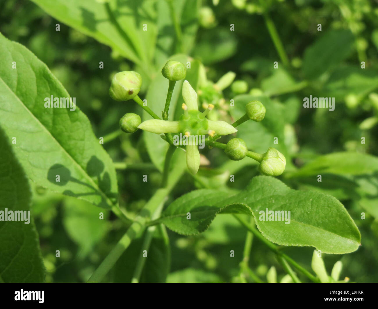 A photograph from April 10, 2014, of Euonymus europaeus, commonly known ...