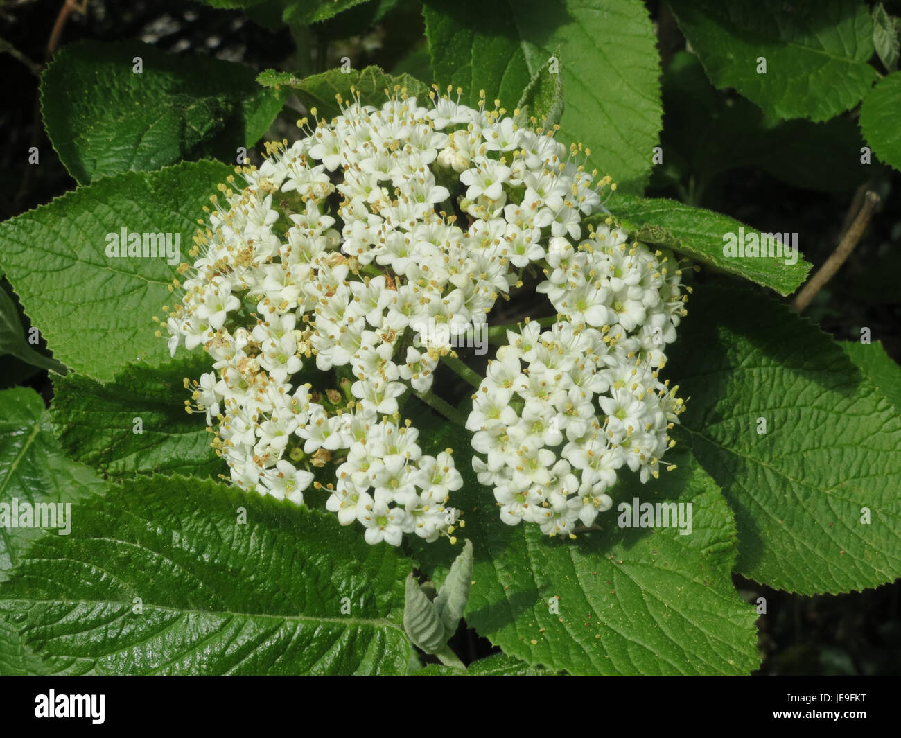 A photograph of Viburnum lantana, commonly known as wayfaring tree ...