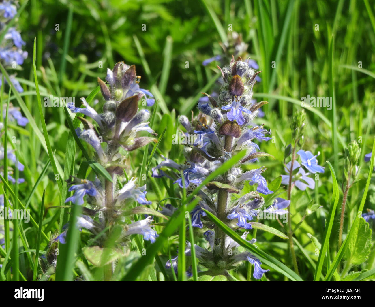 This image shows Ajuga reptans, commonly known as bugleweed, a ...