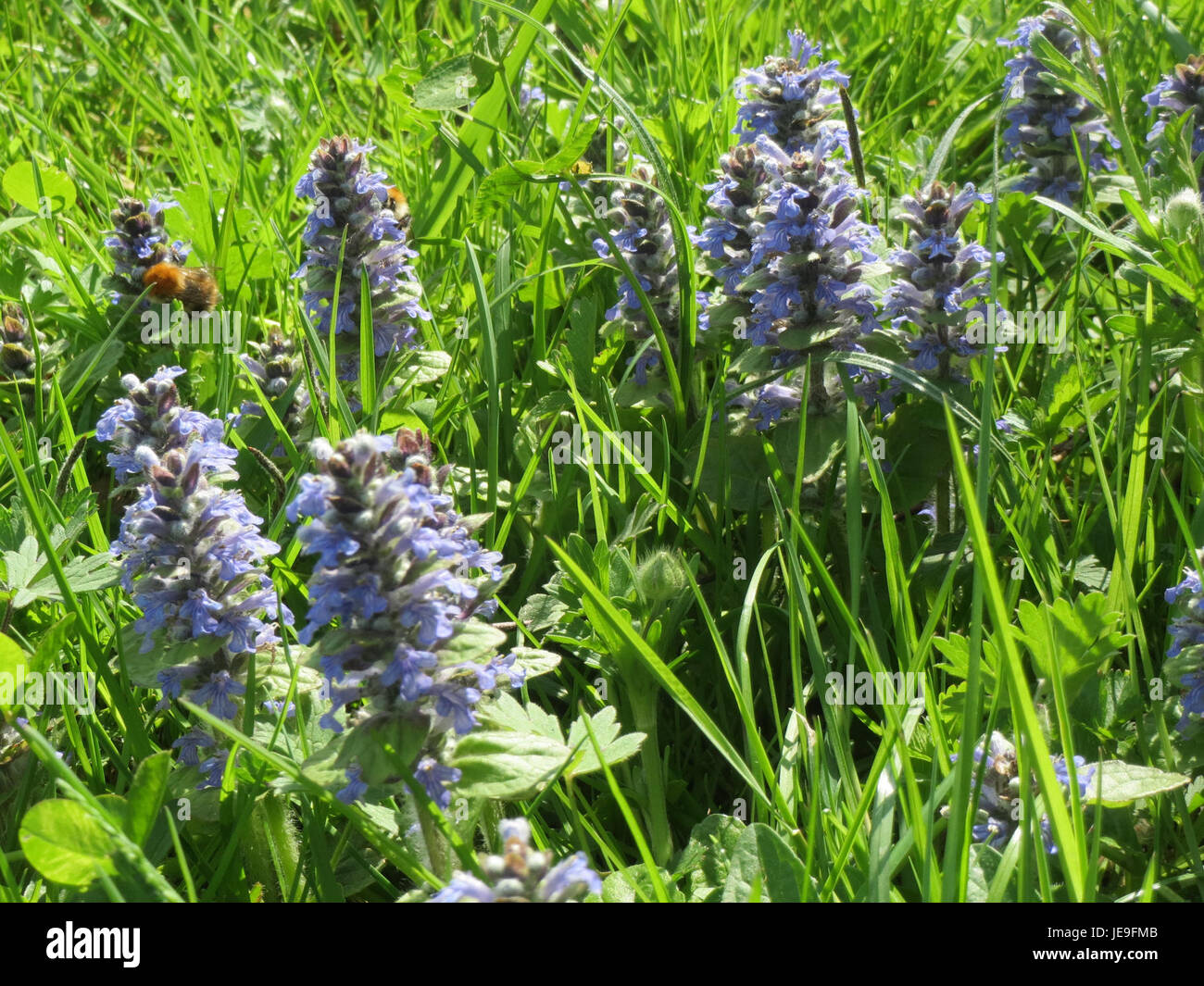 Ajuga reptans, commonly known as bugleweed, was photographed on April ...