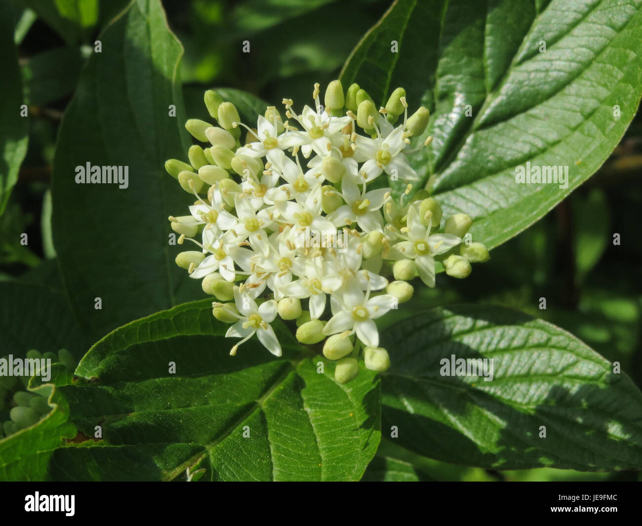 Cornus sanguinea, or bloodtwig dogwood, is a deciduous shrub native to ...
