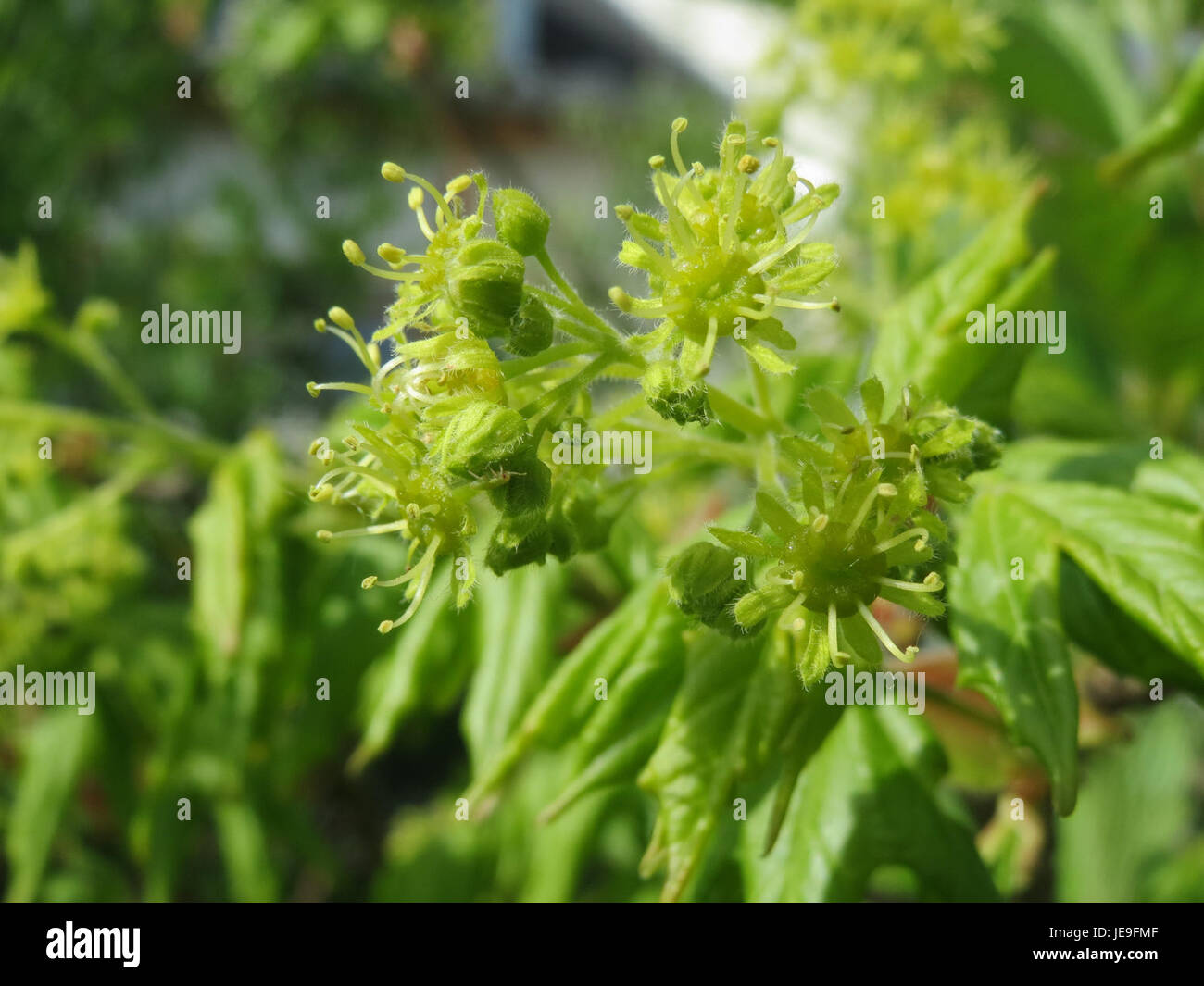 Plants distinct branching structure hi-res stock photography and images ...