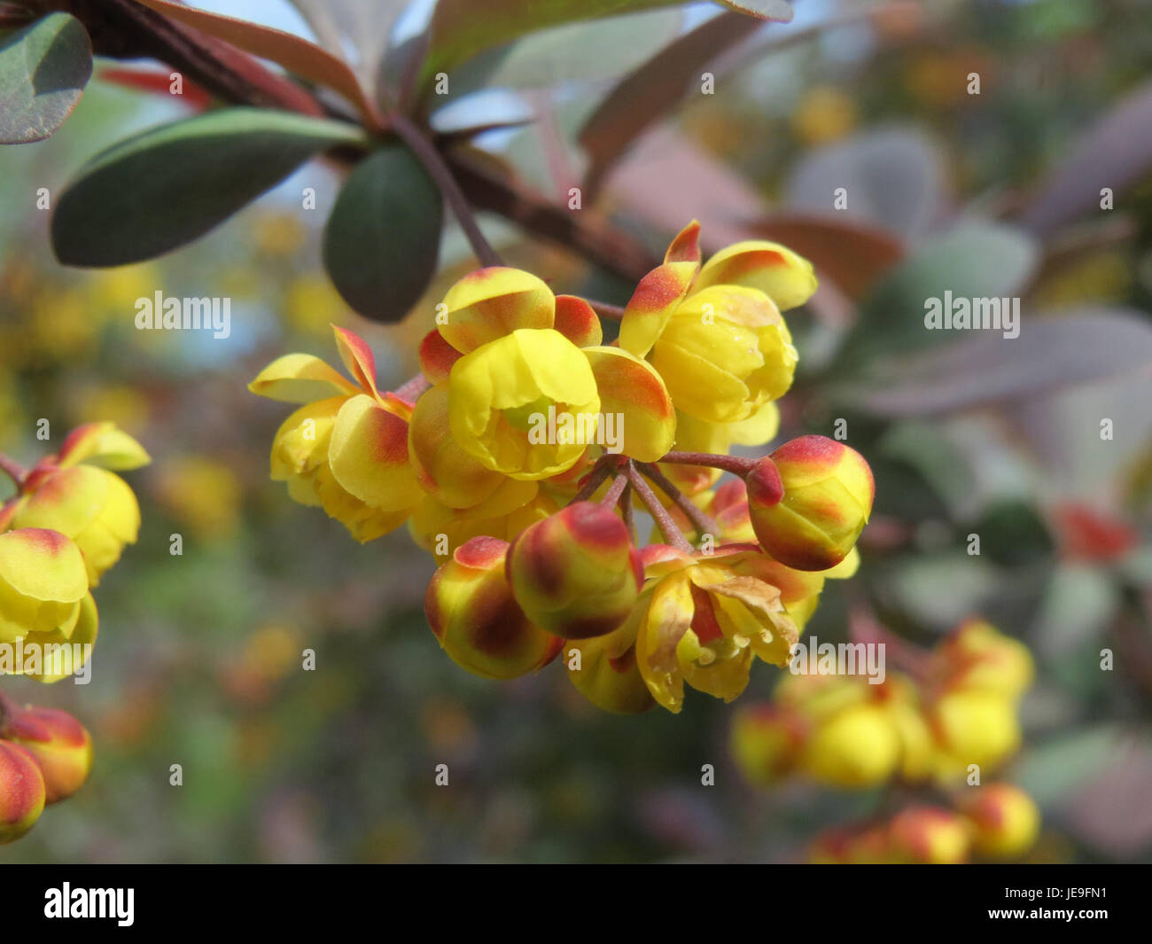 Berberitze, also known as barberry, is a shrub with spiny branches and ...