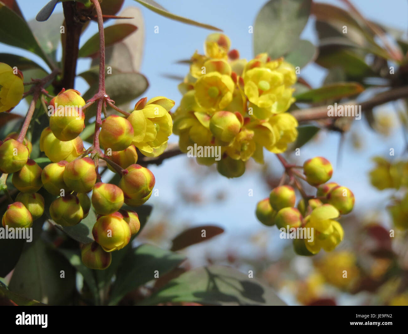 The Berberitze, also known as barberry, is a deciduous shrub known for ...